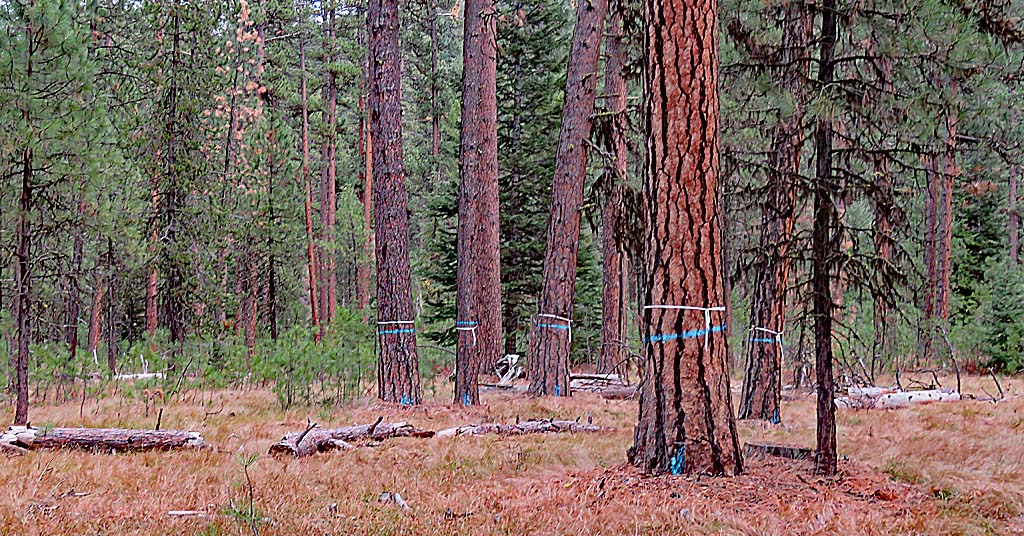 EXCLUSIVE: Forest Service plans to replace tree painting with broad ...