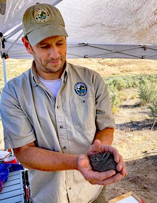 Columbia Basin pygmy rabbits are facing extinction - Columbia Insight