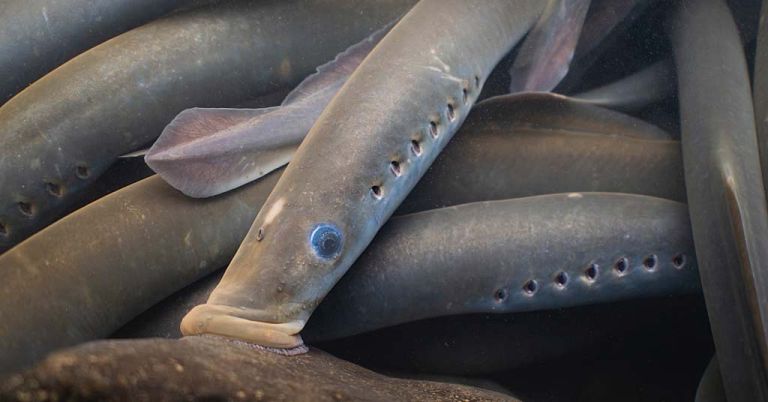 Pacific lamprey have reached an impasse - Columbia Insight