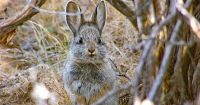 Columbia Basin pygmy rabbits are facing extinction - Columbia Insight