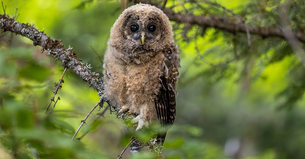 Really good news from spotted owl country - Columbia Insight