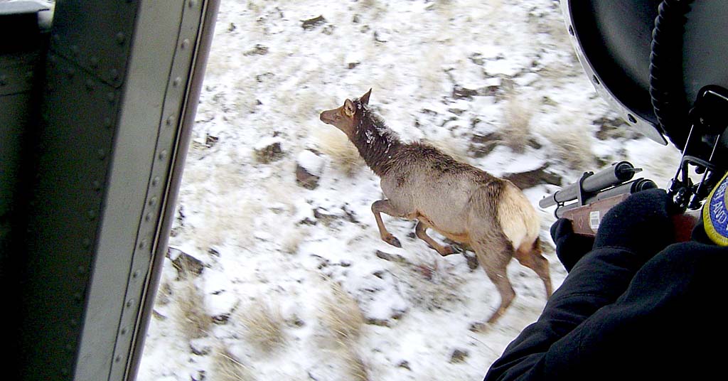 Tracking wildlife from a helicopter: How it’s really done - Columbia ...