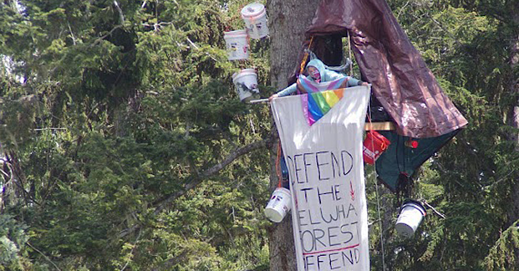 How long will the Olympic Peninsula tree-sit go on? - Columbia Insight