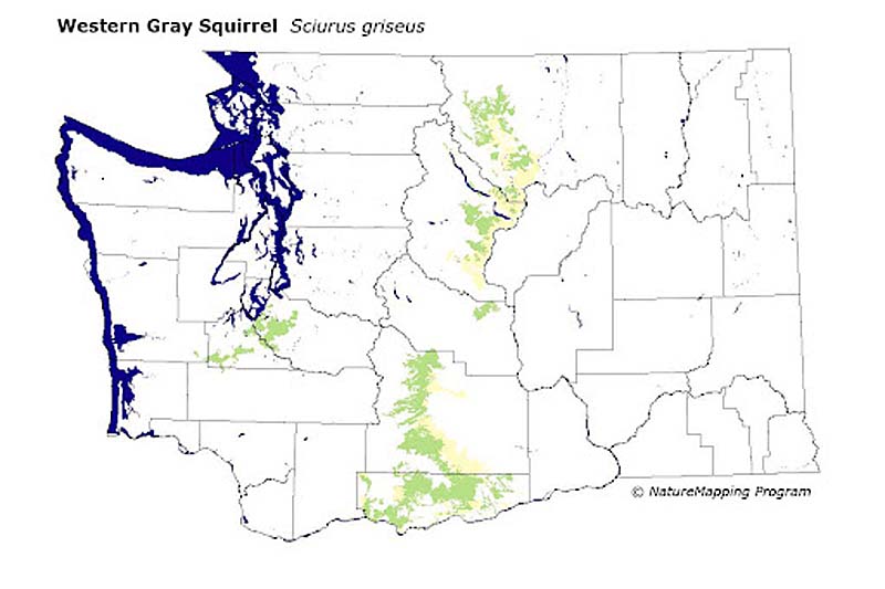 Logging projects still imperiling endangered western gray squirrels ...